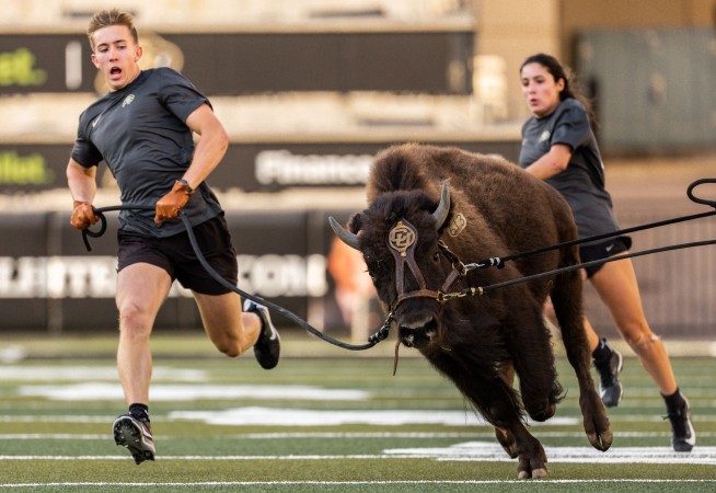 Colorado to debut new live buffalo mascot against Wyoming | Newser