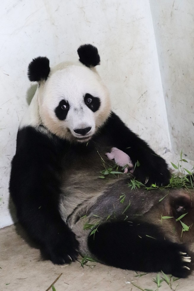 Java island zoo releases photos of the first panda cub born in Indonesia | Newser