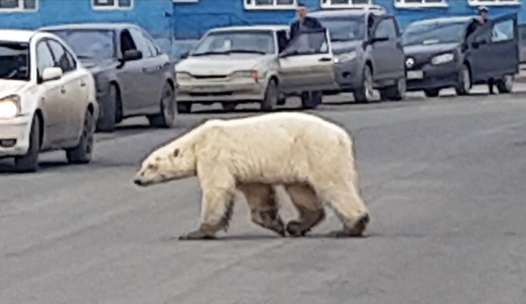 Weak-Looking Polar Bear Spotted in Norilsk, Russia, Hundreds of Miles ...
