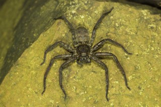 Viral Shudder: Huntsman Spider Is Photographed Eating a Pygmy Possum