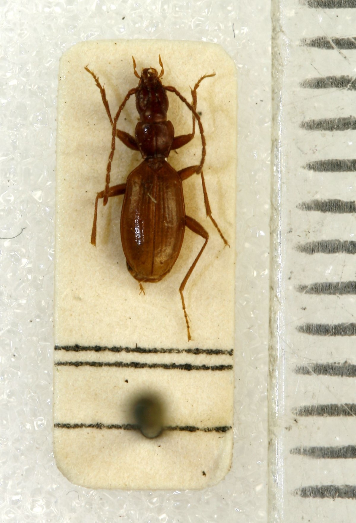 This Bug's Scientific Name Is Causing a Big Uproar