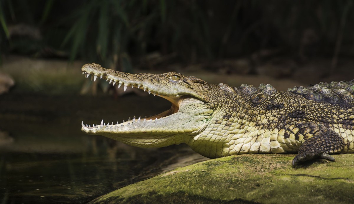 As Croc Attacked Woman, Her Twin Sprang Into Action