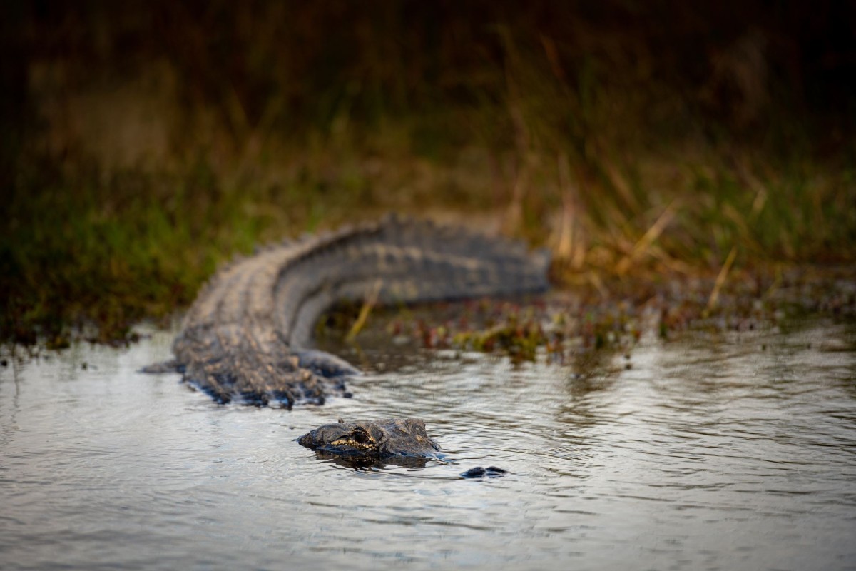 Alligator Attacks 2 Florida Kayakers