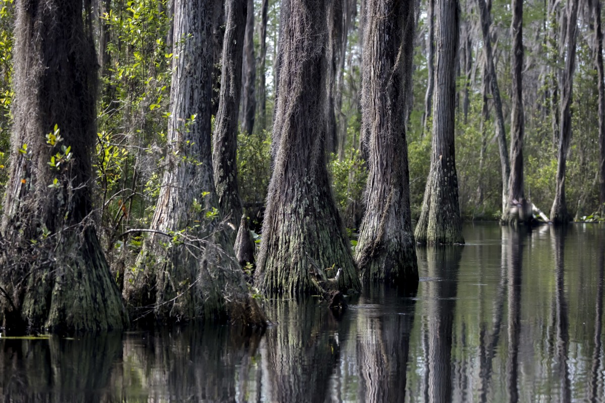 Georgia Swamp Could Be Newest US World Heritage Site