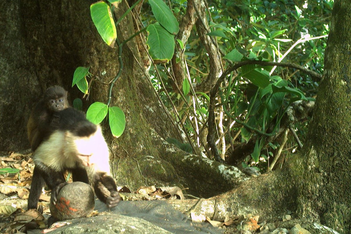 These Monkeys Have Been Stealing Other Monkeys' Babies