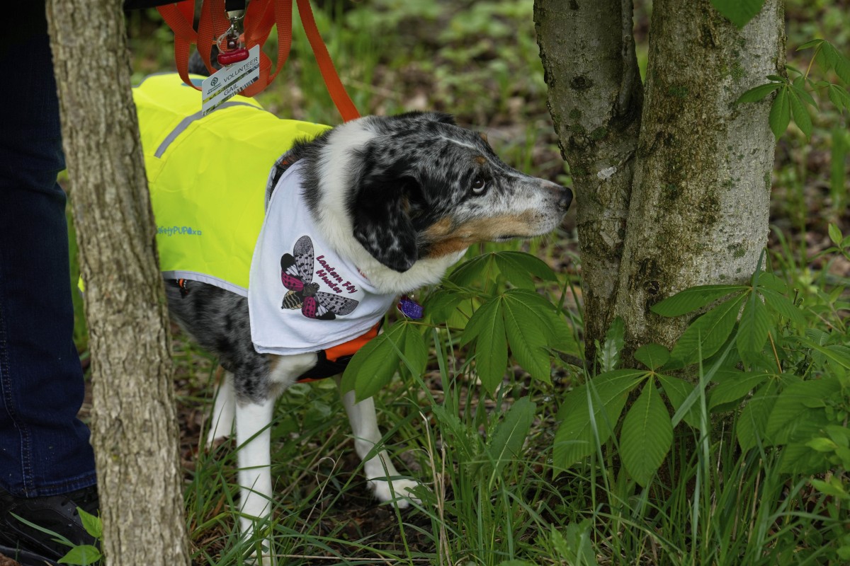 Dogs Are Helping Stop the Spread of Invasive Bug
