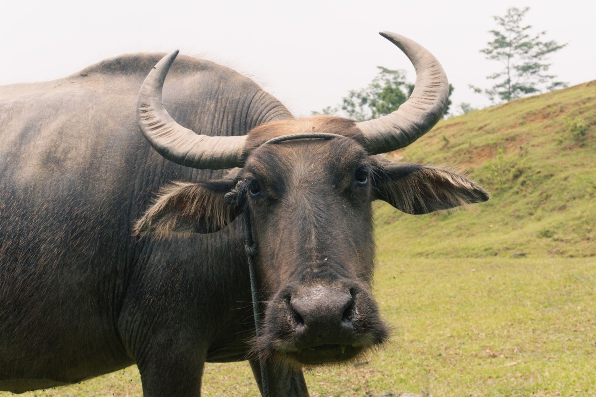 Farmer Killed by 2 Water Buffalo He Just Bought