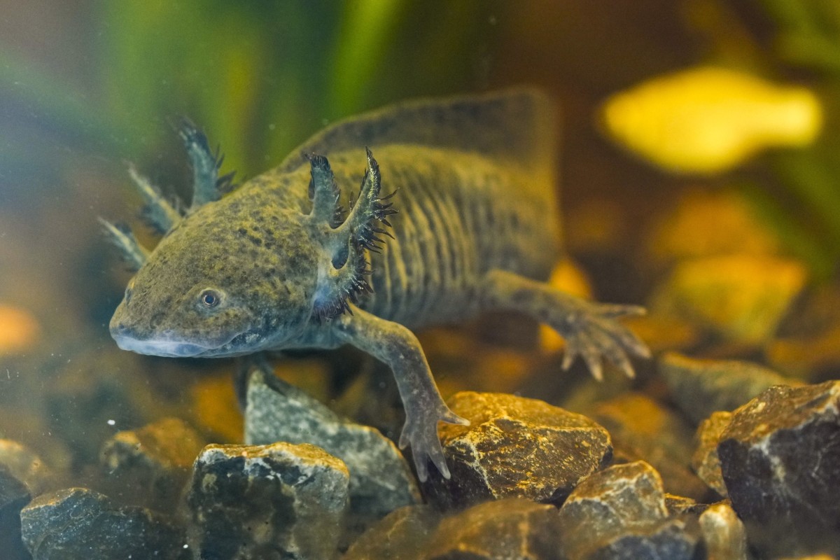 In Mexico City, Scientists Hunt for an Endangered Creature