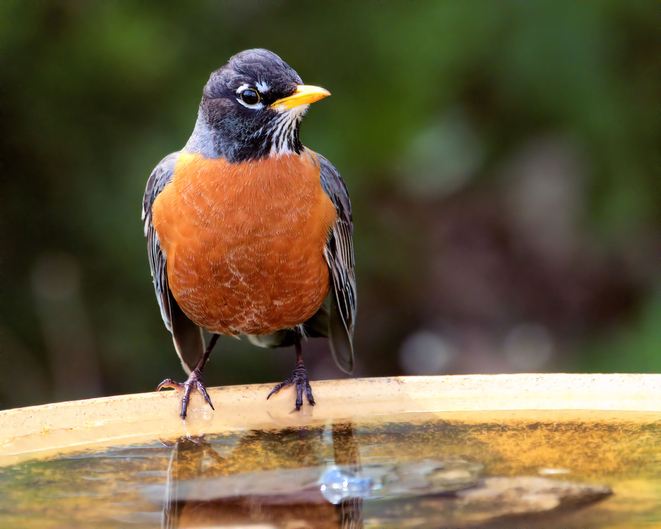 Days Are Getting Longer for Birds