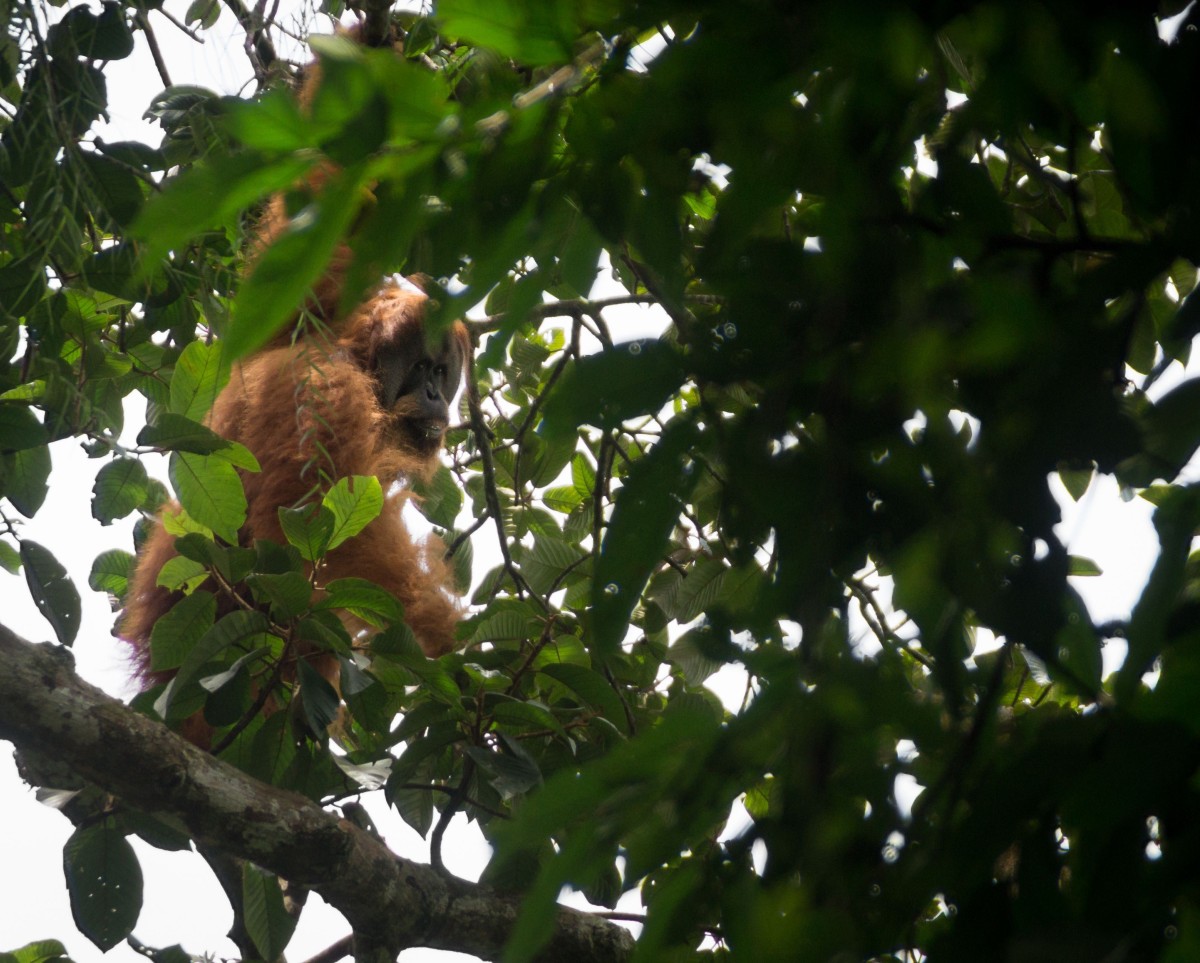 World's Rarest Ape Lives Near a Gold Mine—Problematically