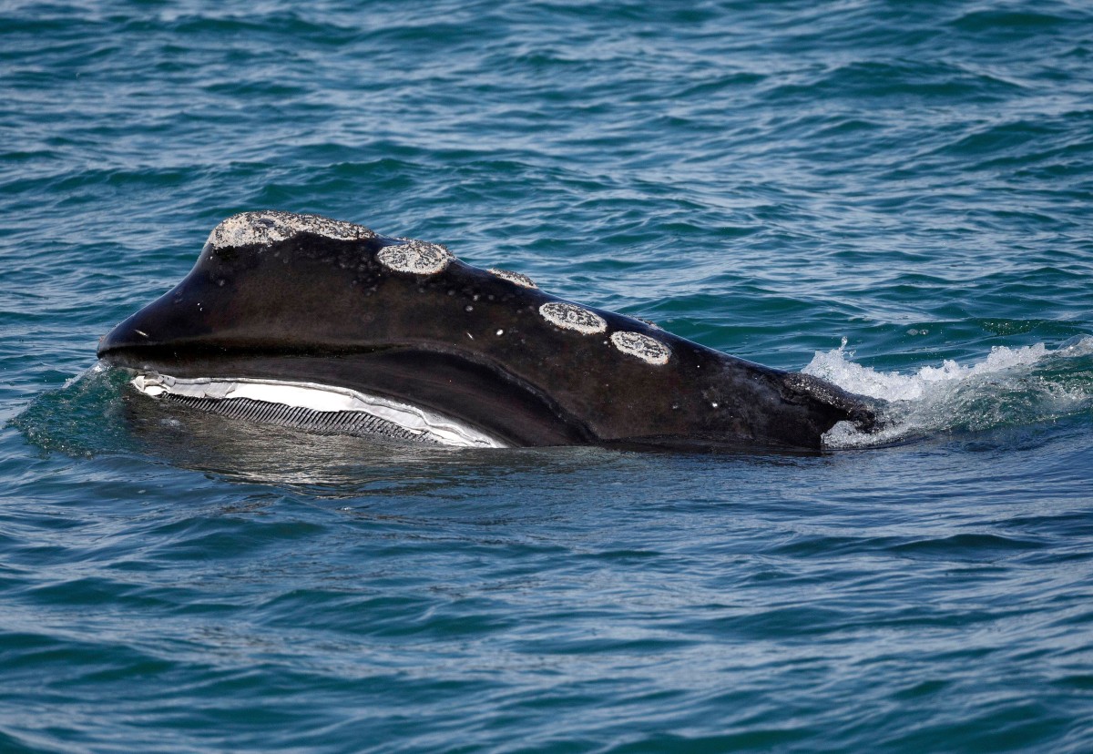 A Rare Whale Is Having a Moment, but It May Not Suffice