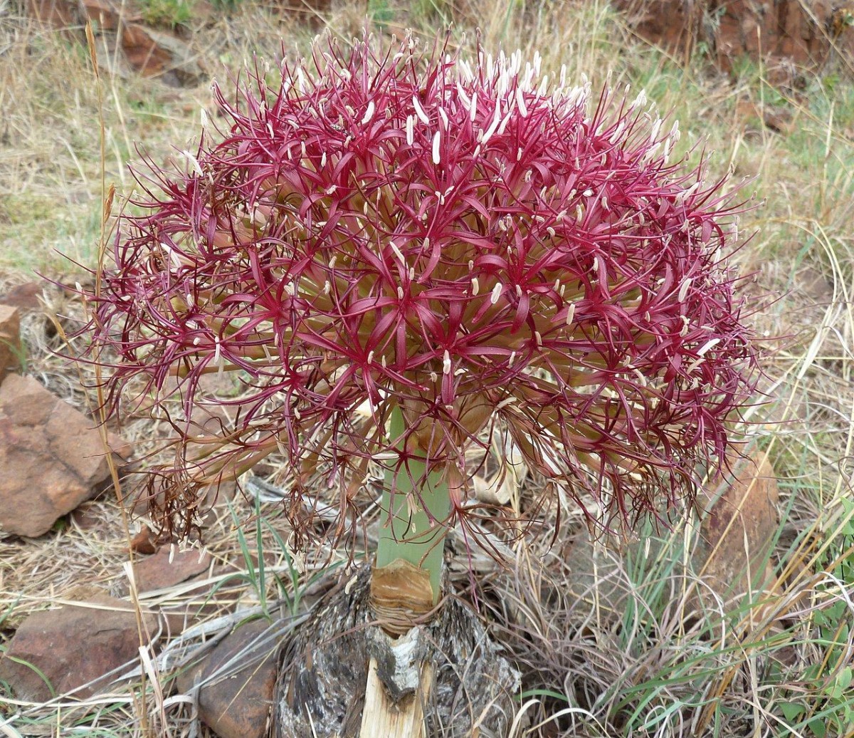 This African Poison Has Been Used for 60K Years