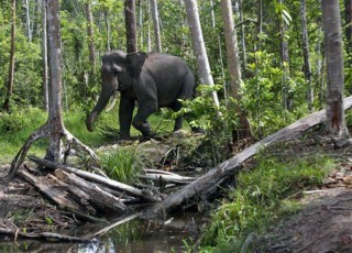 Deforestation Could Wipe Out Sumatran Elephants