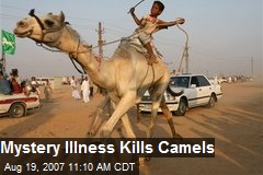 camels – News Stories About camels - Page 1 | Newser